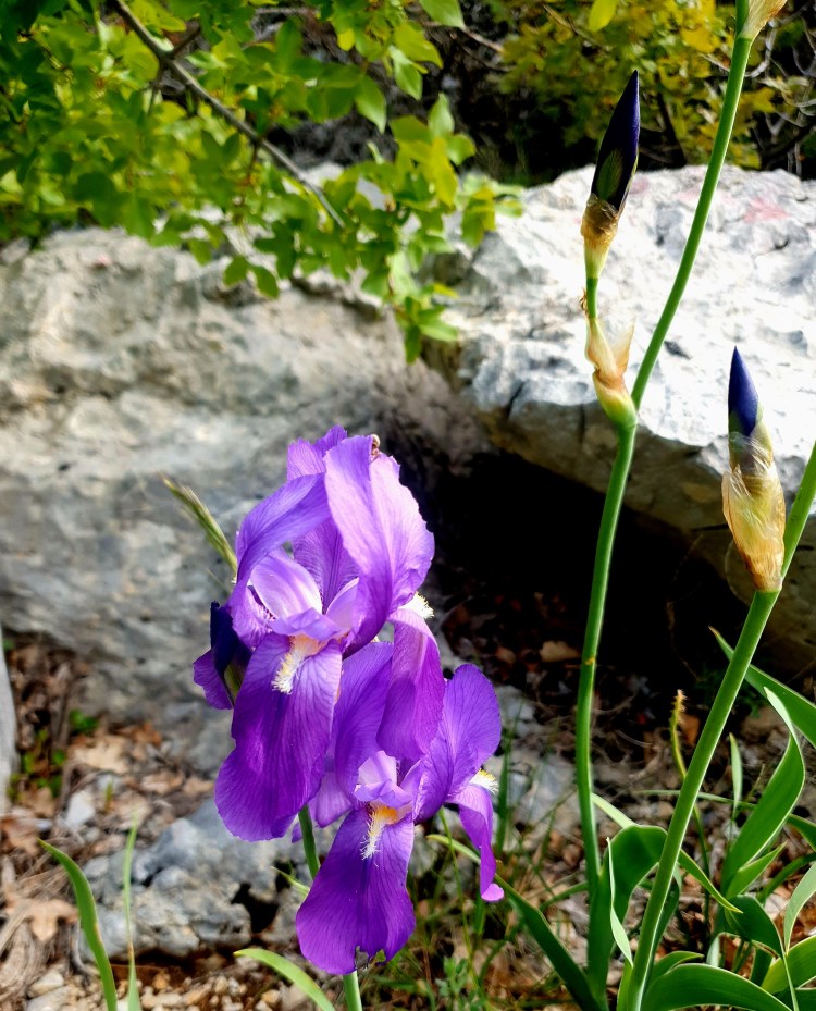 NP “Sjeverni Velebit” iz Gornje Klade, Zavižan, Premužićeva, Brisnice ...